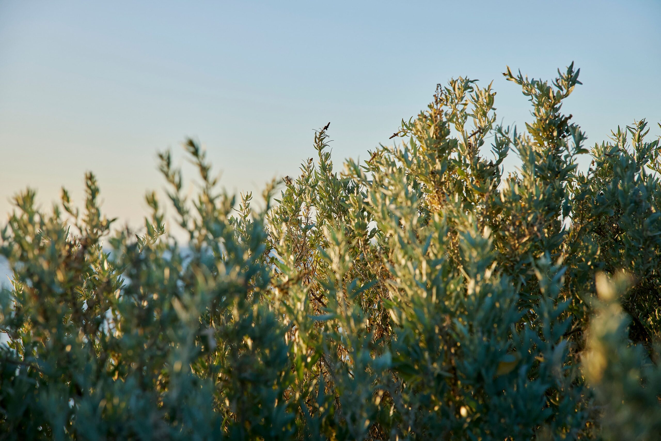 Thurgoona | Birchmore Group